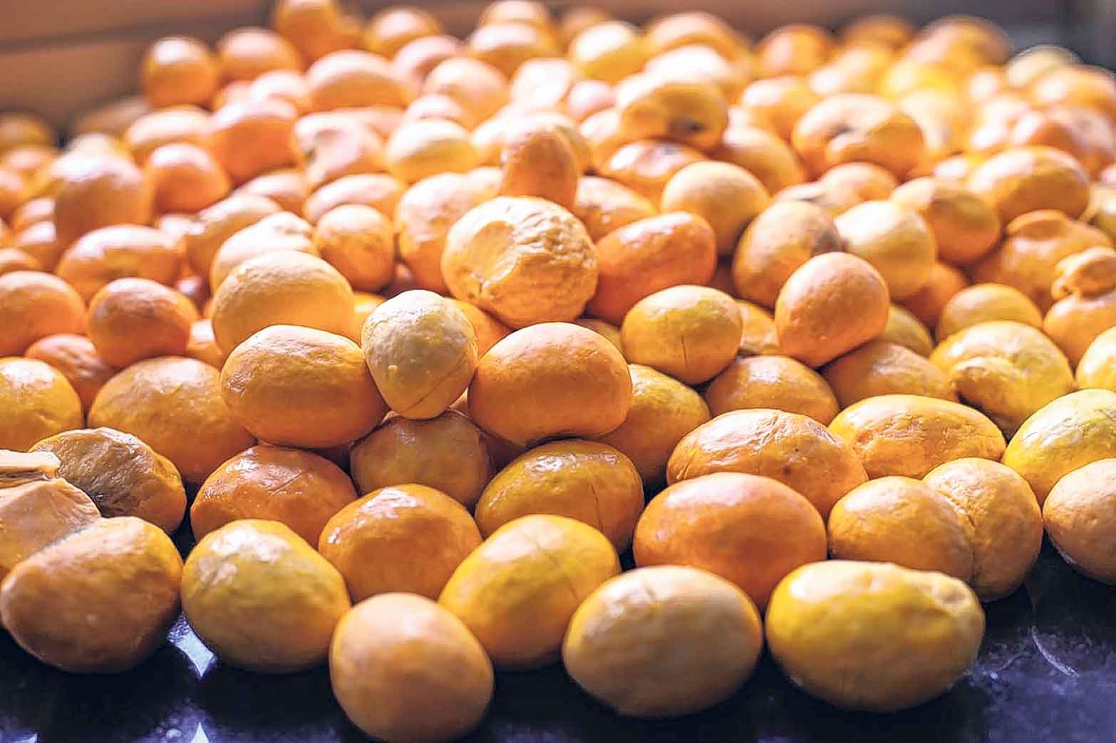 Pequi, o verdadeiro ouro do Cerrado - Biomas do Brasil